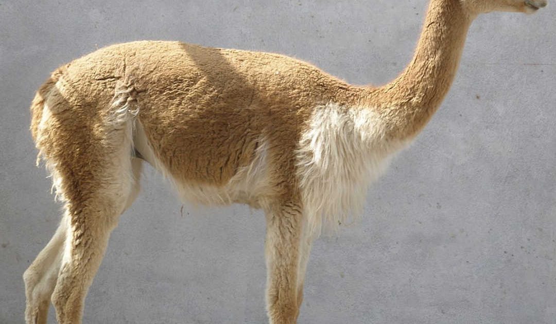 O que fazer em Vicuña - Chile - Visite o Mundo
